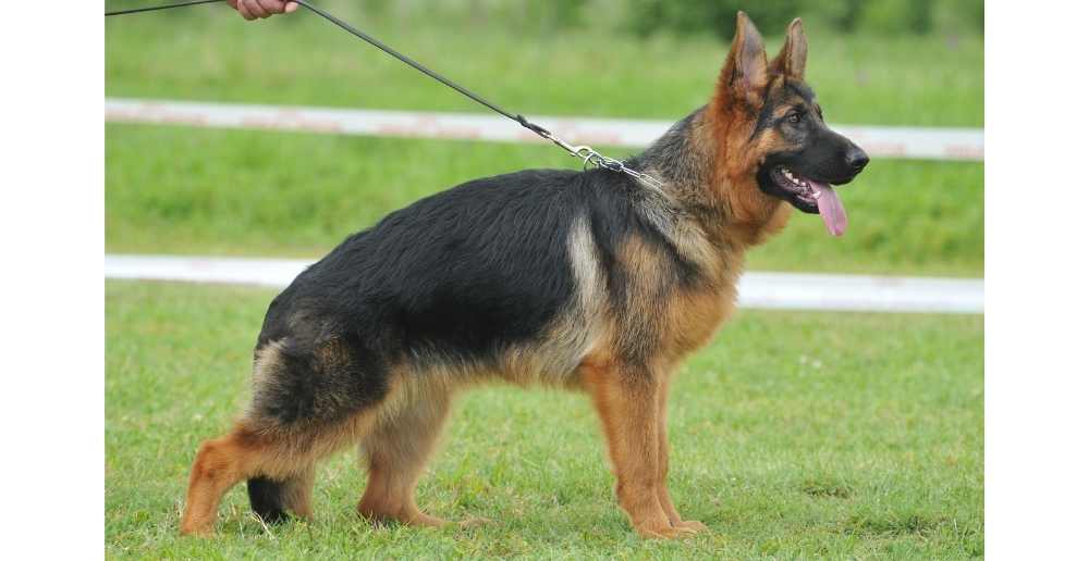 Types of German Shepherds - Working Dogs | Show Dogs