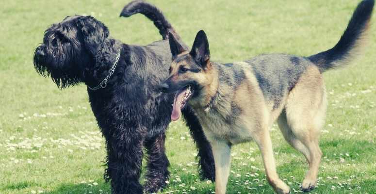 Naming Your Dog FAQ & Helpful Tips - All Dogg