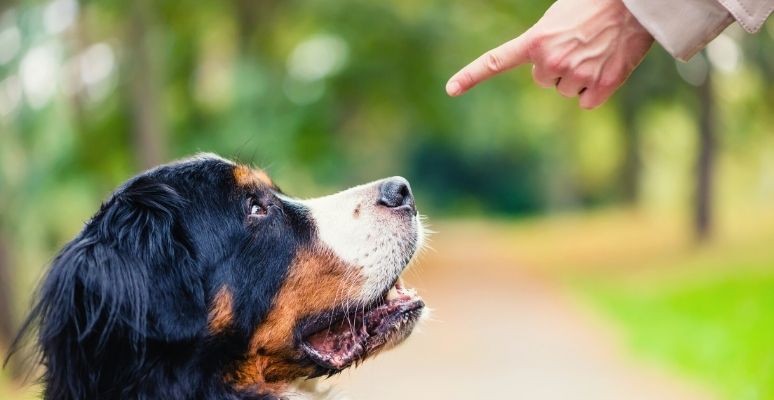 3 Important Commands To Teach Your Dog | All Dogg
