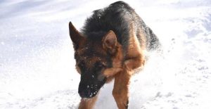 29 Working Dog Breeds | Popular Working Dog Breeds And What They Do