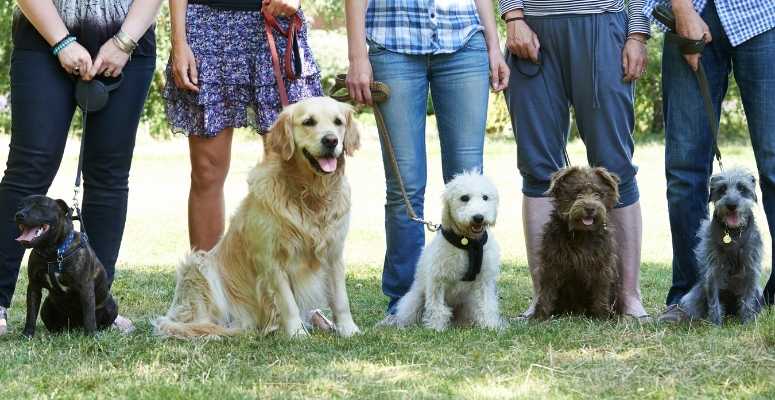 AKC CGC Program: Certify Your Dog (10 Great Reasons Why You Should)