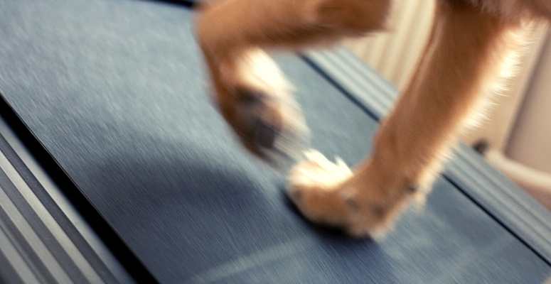 A Dog Treadmill? The Benefits of Having One (For Them And You!)