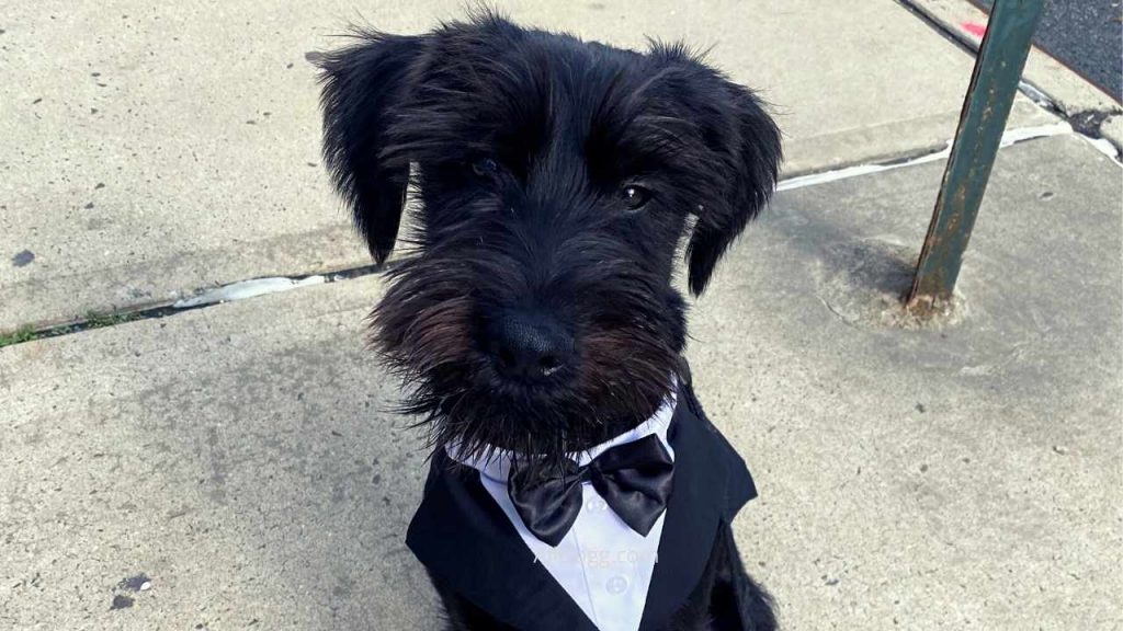 Standard Schnauzer Breed Profile FAQ (Beards & Eyebrows!)
